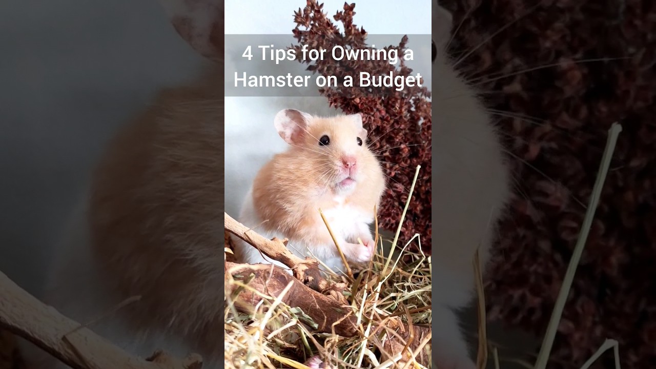 🥇 Buy Hamster Online: 7 Reasons to Choose Your Furry Friend
