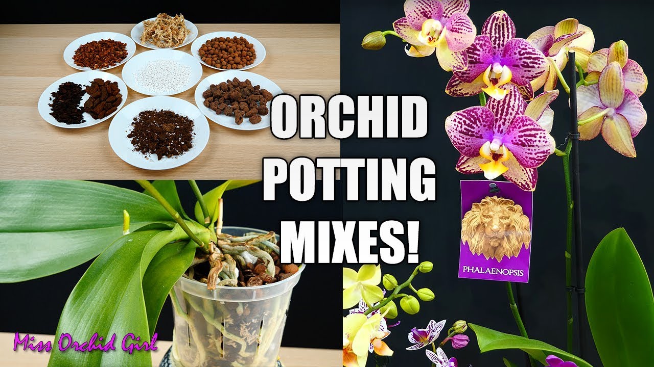 🥇 Orchid Potting Medium: 7 Tips for Perfect Growth