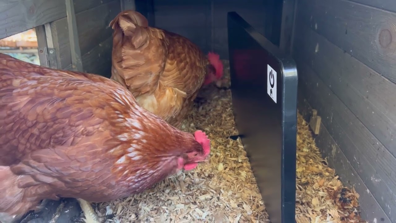 🥇 Solar Powered Heat Lamp: 5 Benefits You Didn't Know About