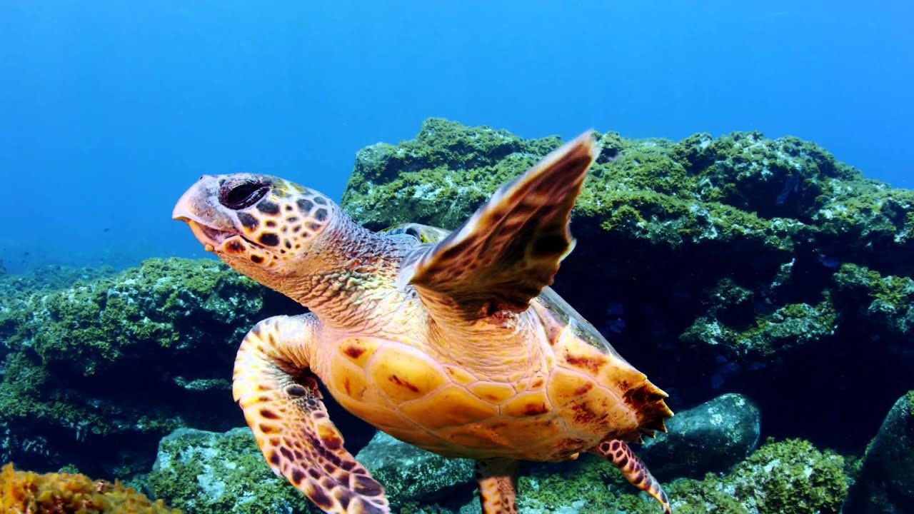 🥇 Isla Azul: 7 secretos que debes descubrir hoy mismo