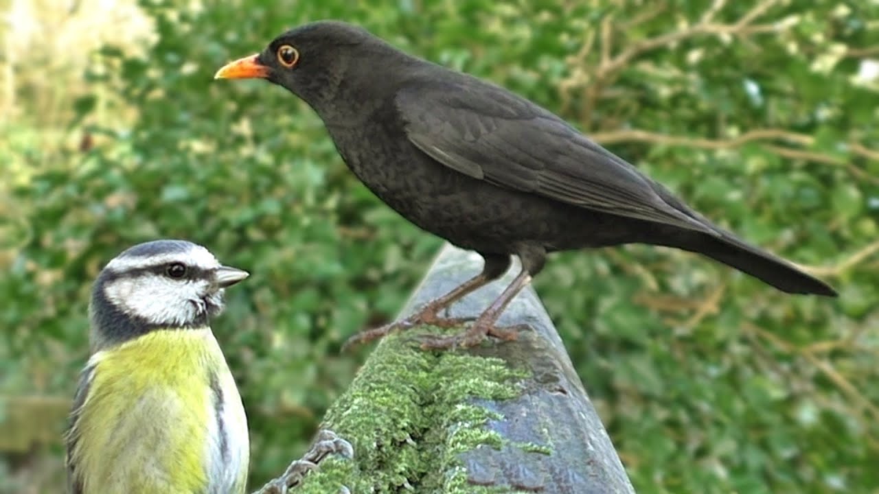 🥇 Fugler fra hele verden: En omfattende guide til fuglearter og deres ...