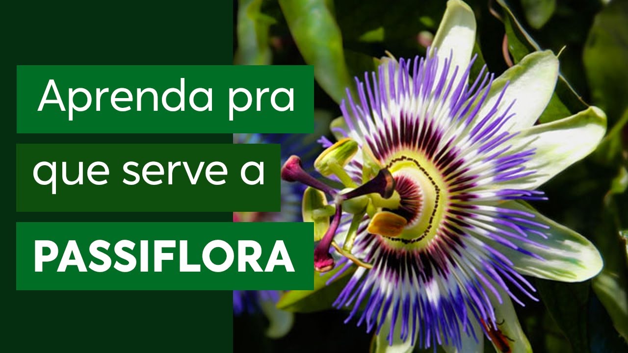 🥇 Chá de Passiflora: 5 benefícios incríveis para a sua saúde